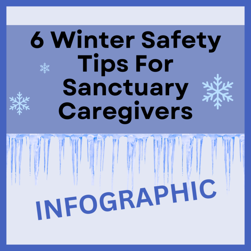 Winter Staff Safety Infographic - The Open Sanctuary Project