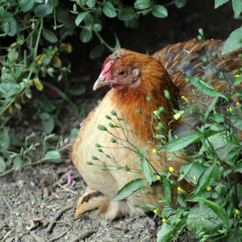 Science For Sanctuaries: Visual Barriers - The Open Sanctuary Project