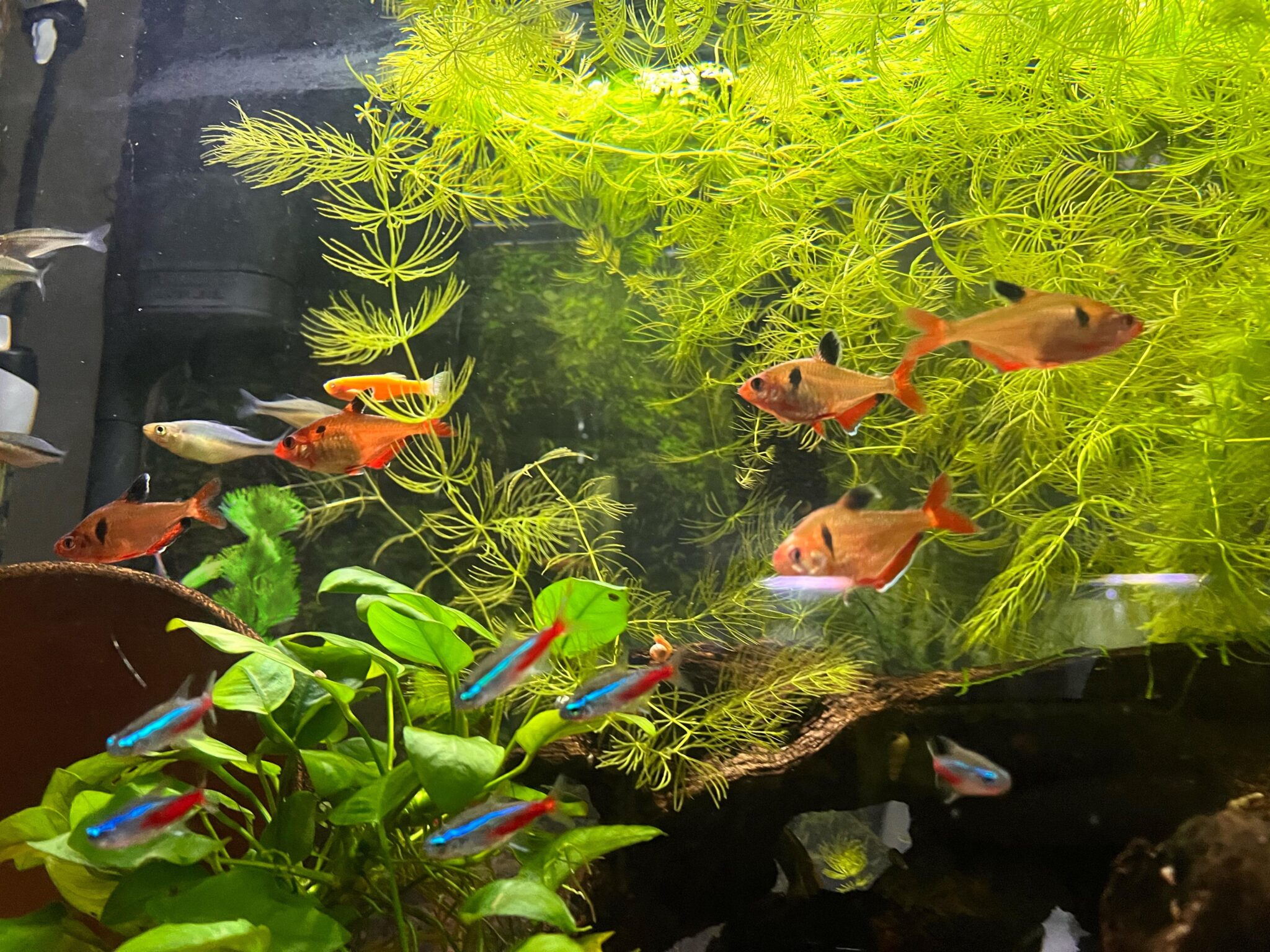 An Introduction To The Care Of Fishes For Your Animal Sanctuary - The ...