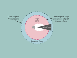 Understanding Flight Zone, Pressure Zone, And Point Of Balance In Sheep ...