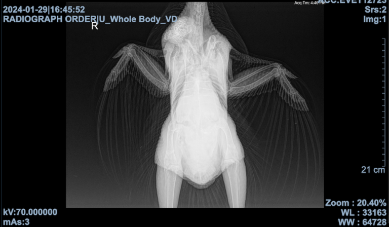 Understanding Veterinary Diagnostics: Imaging - The Open Sanctuary Project
