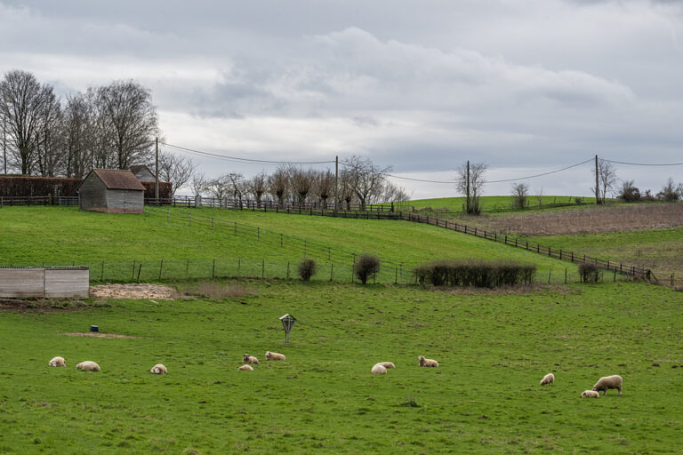 Excerpts From The Compassionate Care Classroom: Calmly Herding Sheep ...