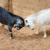 Behavior 102 For Animal Sanctuaries: Communication - The Open Sanctuary ...