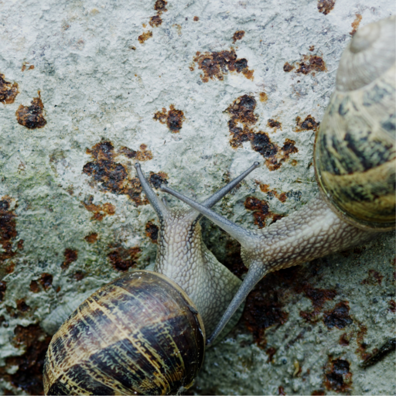 Behavior 102 For Animal Sanctuaries: Communication - The Open Sanctuary ...