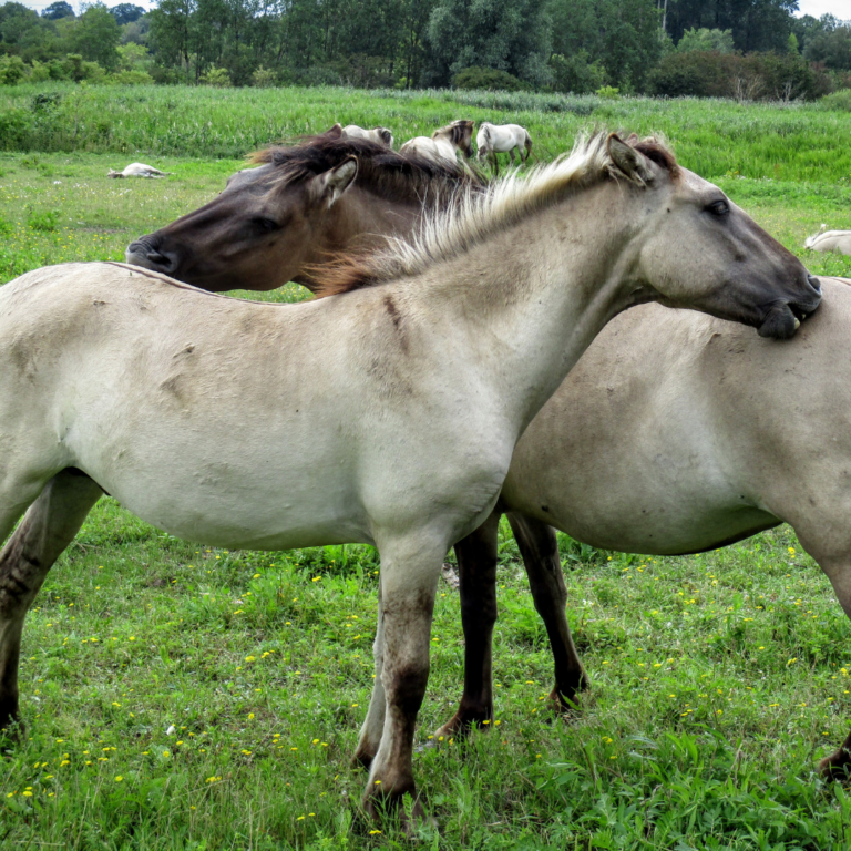 Behavior 102 For Animal Sanctuaries: Communication - The Open Sanctuary ...