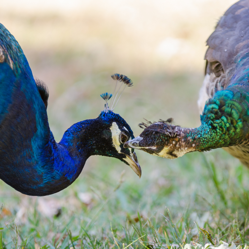 Behavior 102 For Animal Sanctuaries: Communication - The Open Sanctuary ...