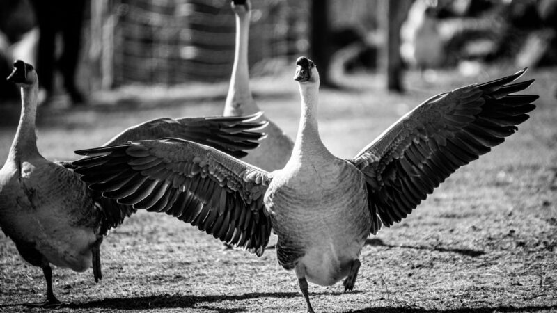 An Introduction to Fostering Agency in Farmed Animals at Your Animal ...