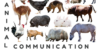 Behavior 102 For Animal Sanctuaries: Communication - The Open Sanctuary ...