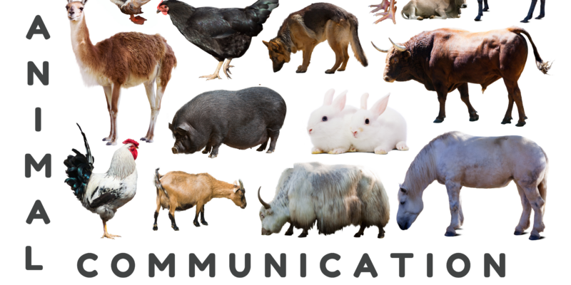 Behavior 102 For Animal Sanctuaries: Communication - The Open Sanctuary ...