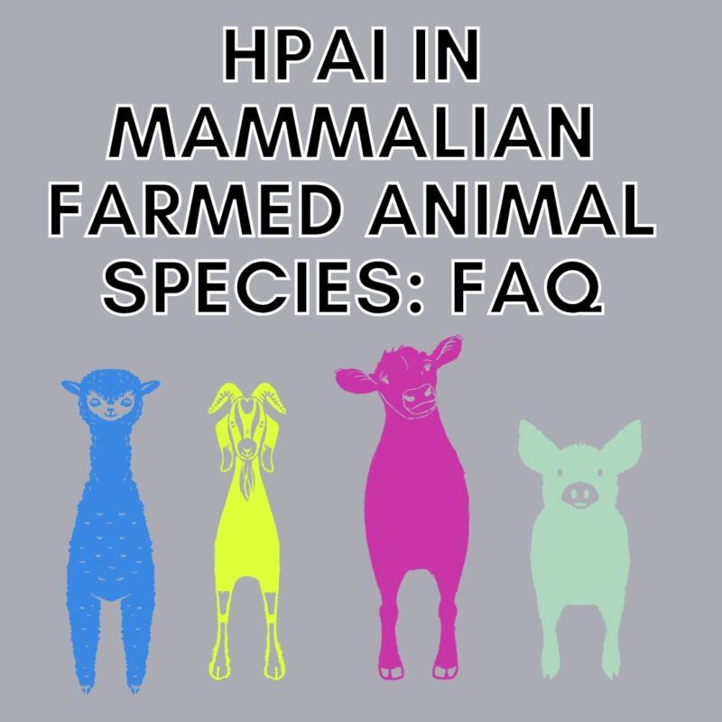 HPAI In Mammalian Farmed Animal Species: FAQ - The Open Sanctuary Project