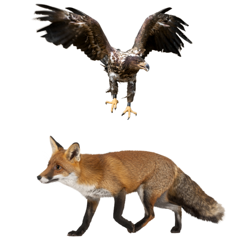 Behavior 104 For Animal Sanctuaries: Anti-Predator Behaviors - The Open ...