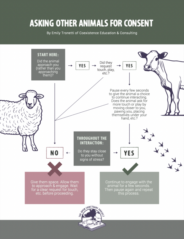 A Guide to Fostering Farmed Animal Agency in Sanctuary Education ...