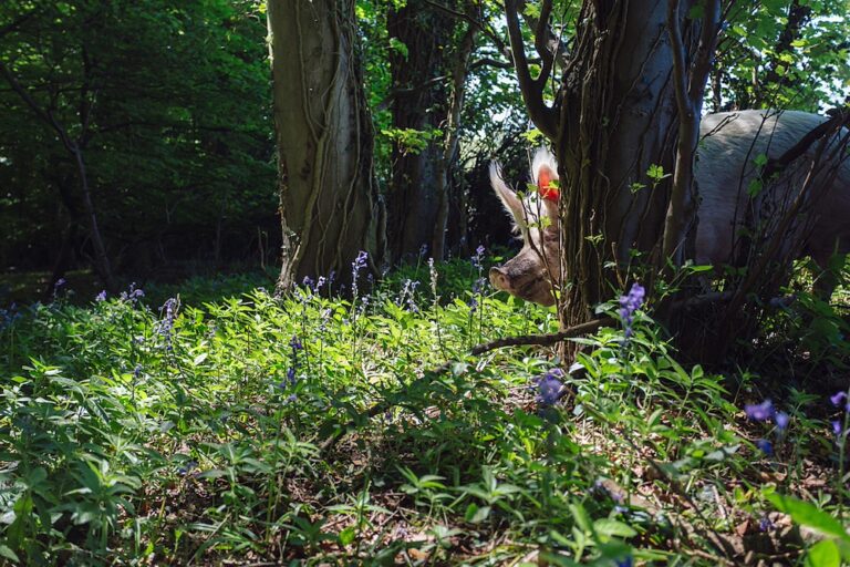Creating A Good Home For Pigs - The Open Sanctuary Project