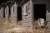 Creating A Good Home For Pigs - The Open Sanctuary Project
