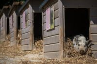 Creating A Good Home For Pigs - The Open Sanctuary Project
