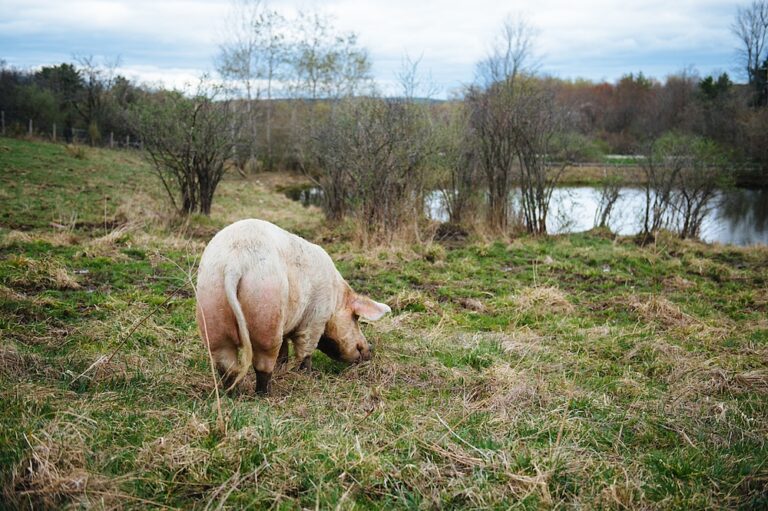 Creating A Good Home For Pigs - The Open Sanctuary Project