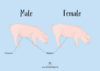 Differentiating Between Male And Female Pigs - The Open Sanctuary Project