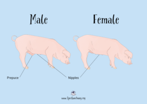 Differentiating Between Male And Female Pigs - The Open Sanctuary Project