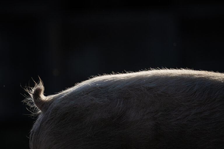 Differentiating Between Male And Female Pigs - The Open Sanctuary Project
