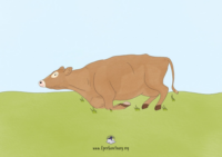When Cows Can't Stand: Understanding Causes And Making Sure You Are ...
