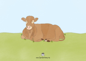 When Cows Can't Stand: Understanding Causes And Making Sure You Are ...