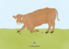 When Cows Can't Stand: Understanding Causes And Making Sure You Are ...