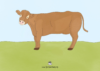 When Cows Can't Stand: Understanding Causes And Making Sure You Are ...