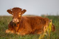 When Cows Can't Stand: Understanding Causes And Making Sure You Are ...