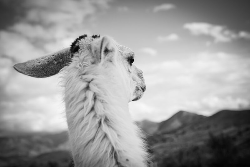 Daily Observation For Llama Health And Well-Being - The Open Sanctuary ...