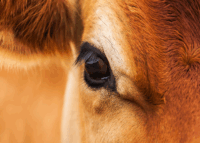 A Cow's Eye View - The Open Sanctuary Project