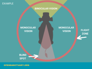 A Cow's Eye View - The Open Sanctuary Project