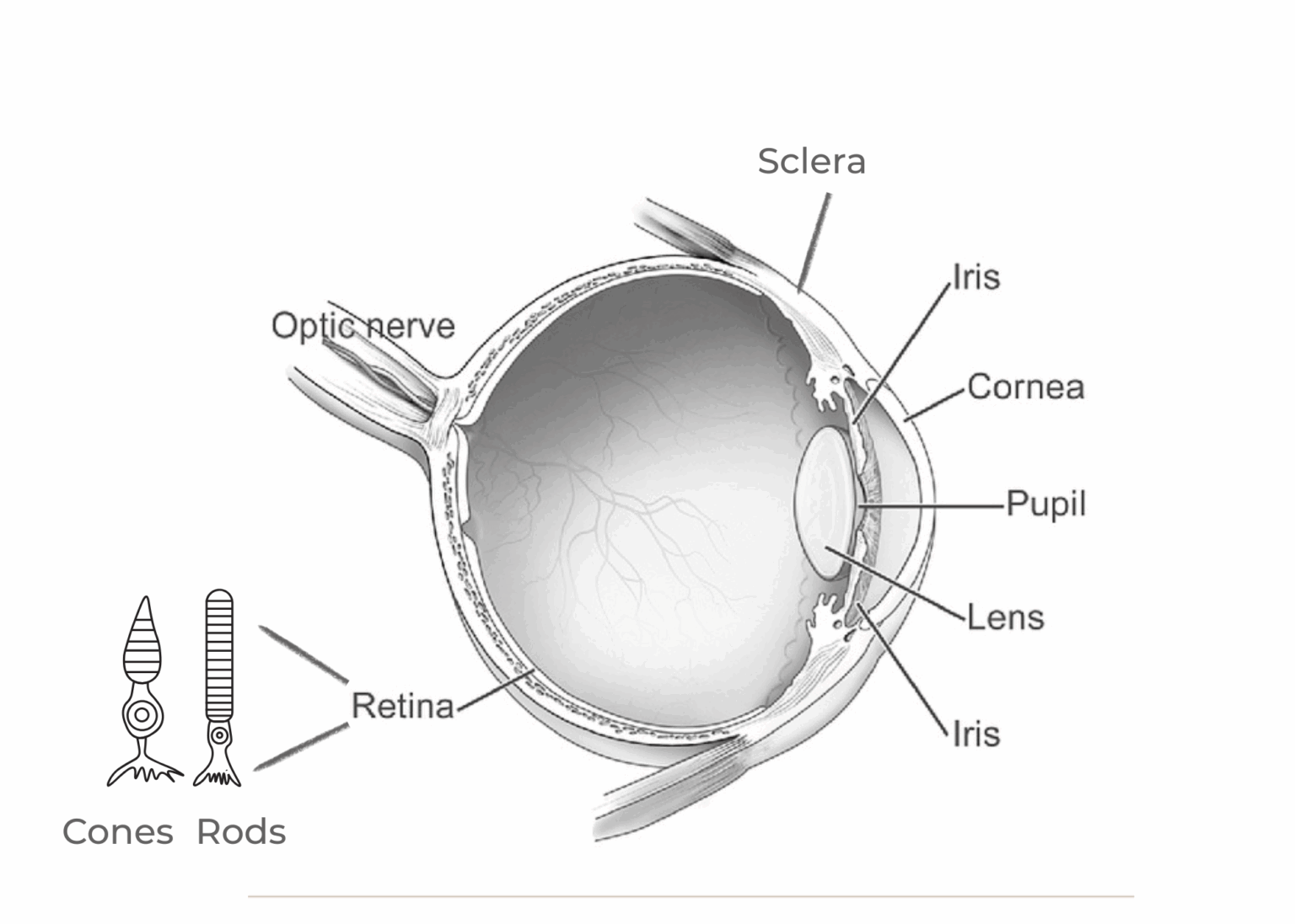 Pig Vision: More Than Meets The Eye - The Open Sanctuary Project
