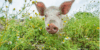 Pig Vision: More Than Meets The Eye - The Open Sanctuary Project