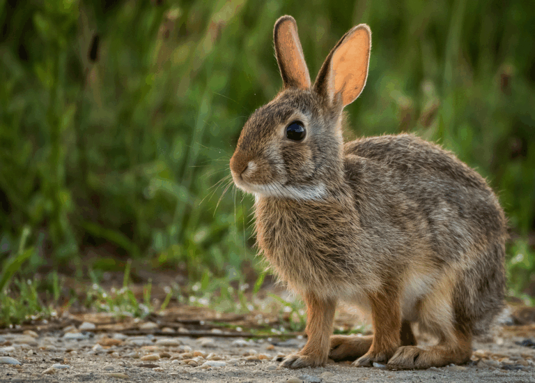 Shope Papillomavirus In Rabbits: FAQ - The Open Sanctuary Project