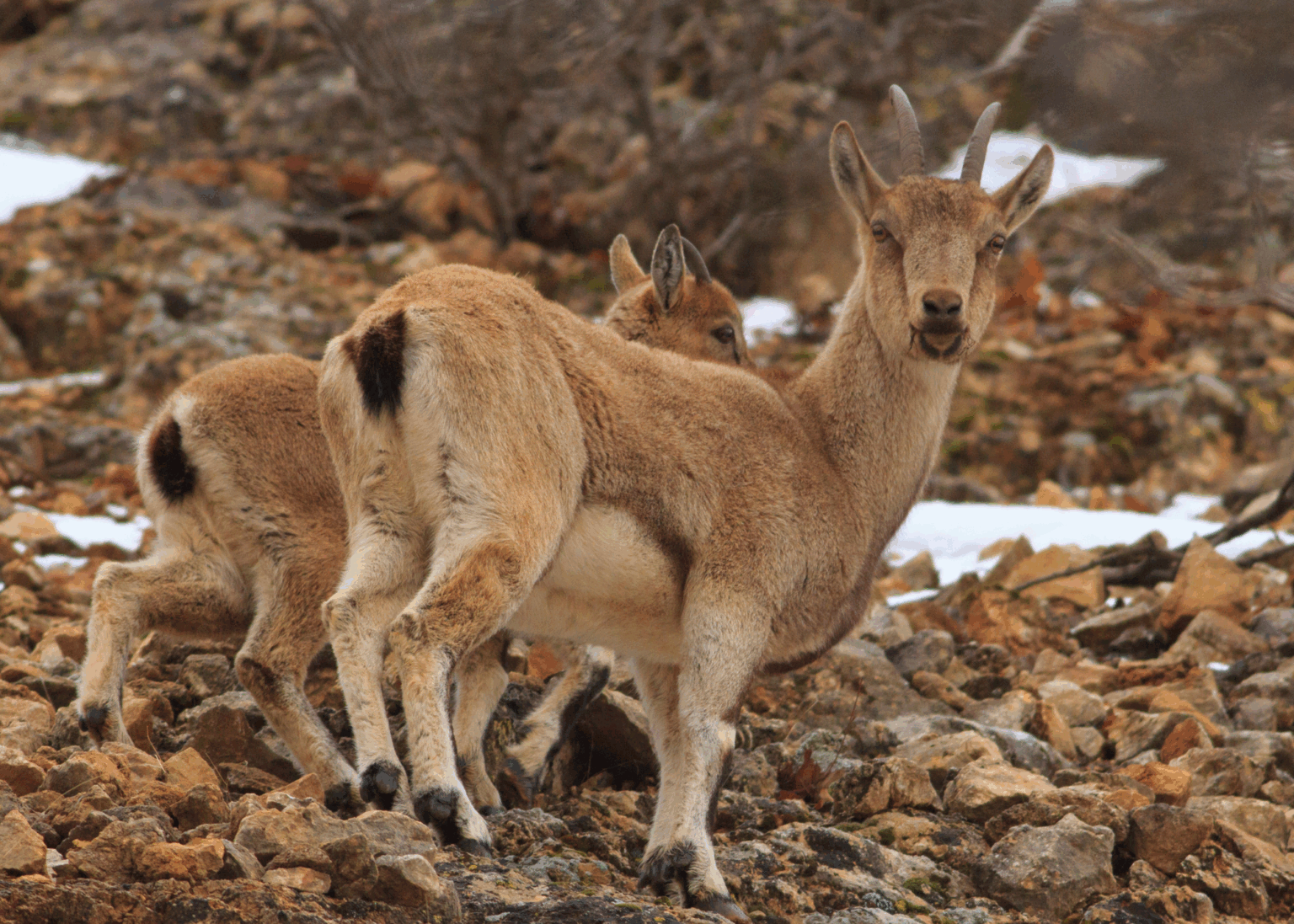 A Goat’s-Eye View: How Goats See the World - The Open Sanctuary Project